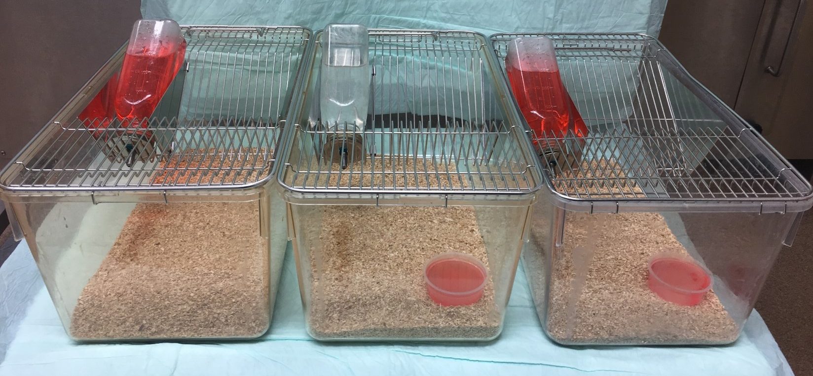 MediGel® Sucralose is an Efficient Method of Acetaminophen Delivery fo