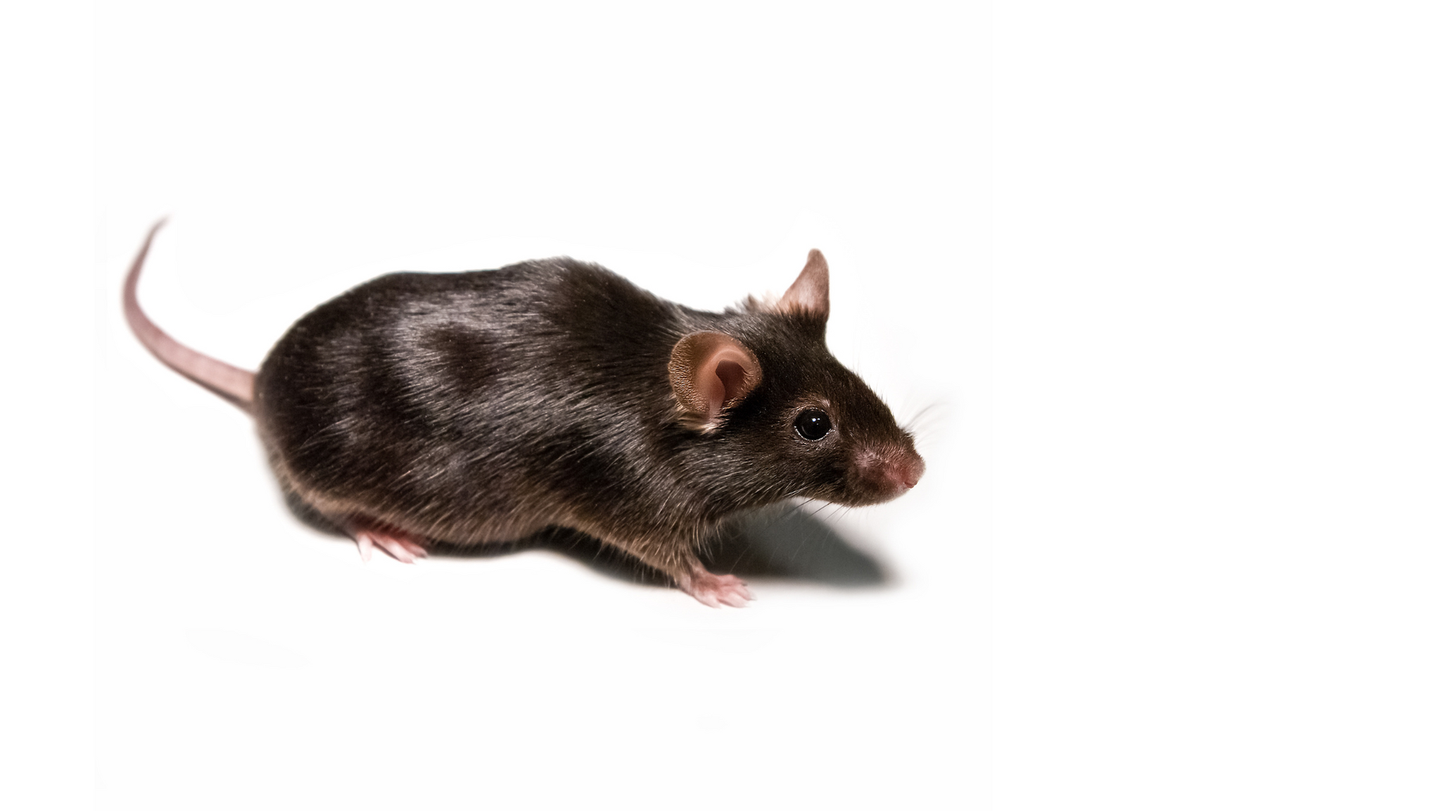 Factors that Contribute to Ulcerative Dermatitis: Insights from the 20