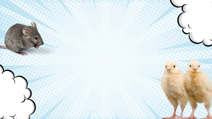 Hydration, Nutrition, and Medication Delivery for Animals | ClearH2O